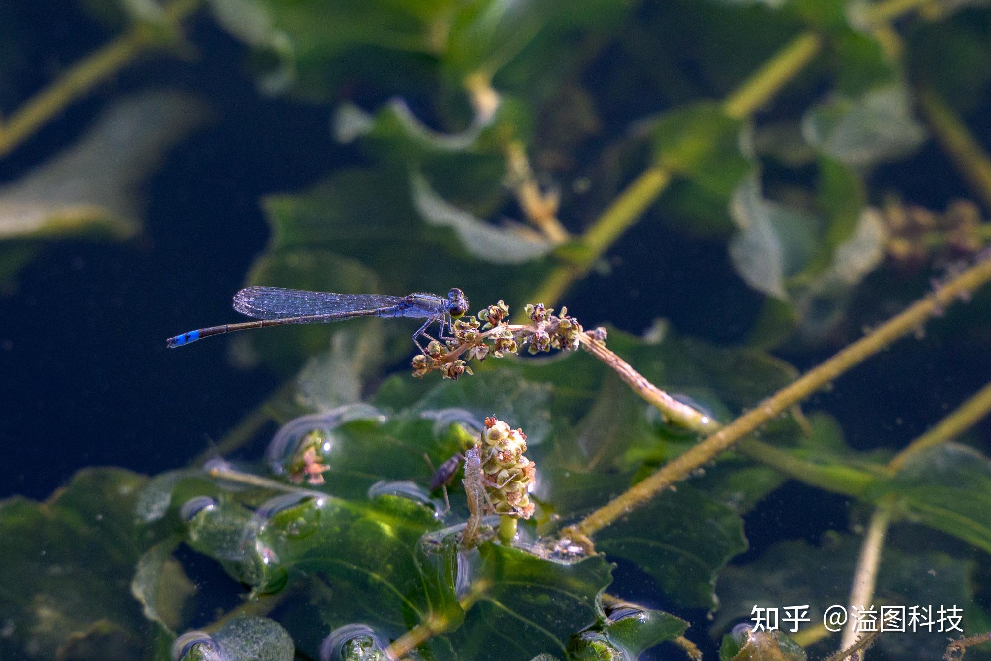 尼康Z 180-600mm f/5.6-6.3 VR试拍体验 - 知乎