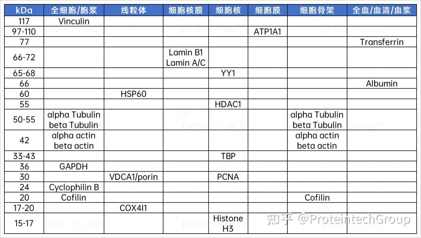 WB指南 | 内参怎么选？actin、GAPDH还是tubulin？ - 知乎