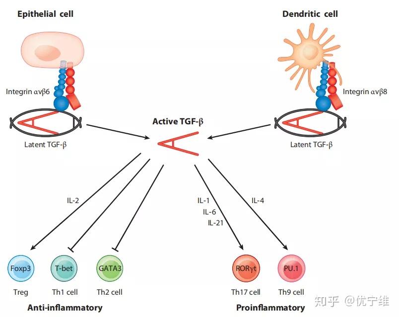 TGF-β：乘风破浪的转化生长因子 - 知乎
