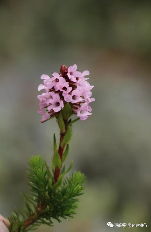 嘎隆拉--“上帝的后花园”//从波密到墨脱 - 知乎