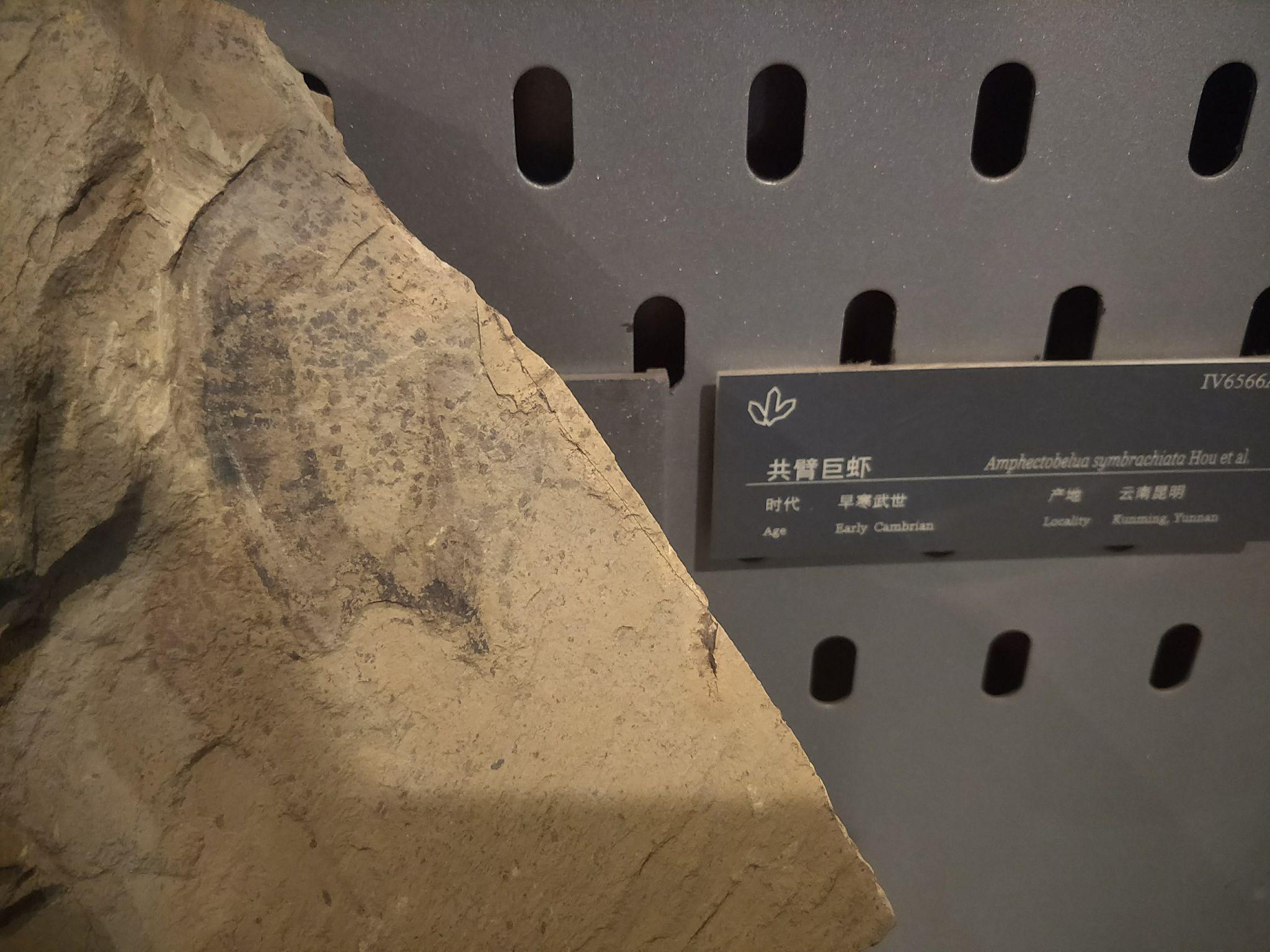 地质博物馆记行：馆藏.寒武纪篇 - 知乎