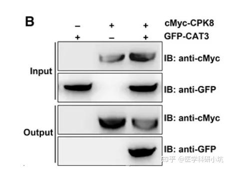 一文读懂CoIP实验 || 原理、实验流程、遇到的问题 - 知乎
