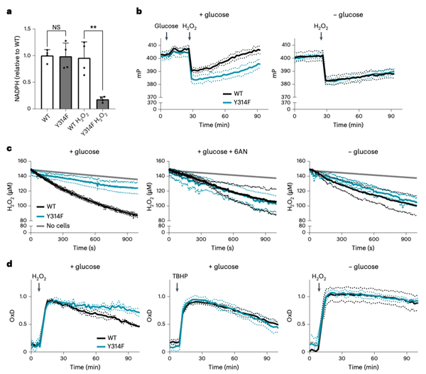 Nature Metabolism丨GAPDH 氧化还原开关保护还原能力并使应激肿瘤细胞存活 - 知乎