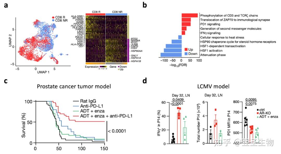 Nature | Amy Moran/夏铮合作揭示T细胞上雄激素受体活性影响前列腺癌免疫治疗效果 - 知乎