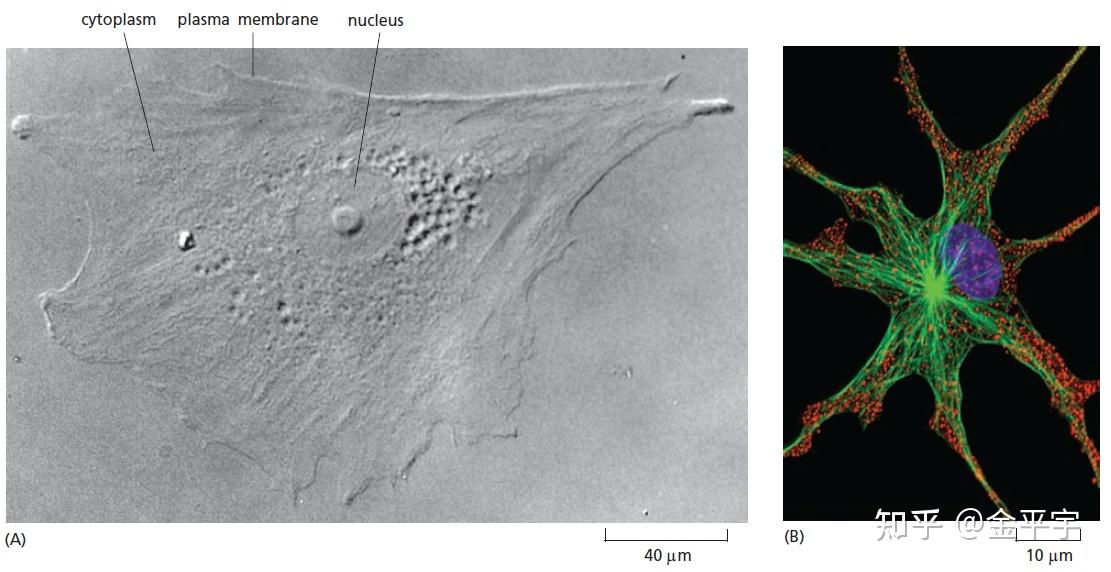 1.2 显微镜下的细胞 - 知乎