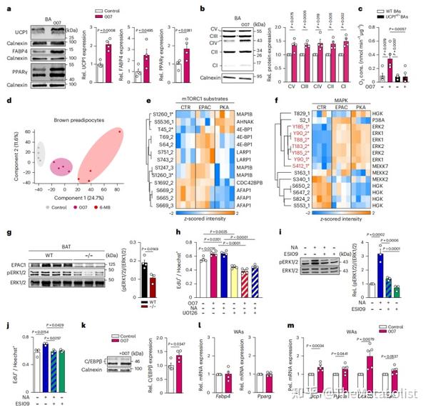 代谢学人--NCB: “热辣滚烫”的秘密：唤醒脂肪EPAC1 - 知乎
