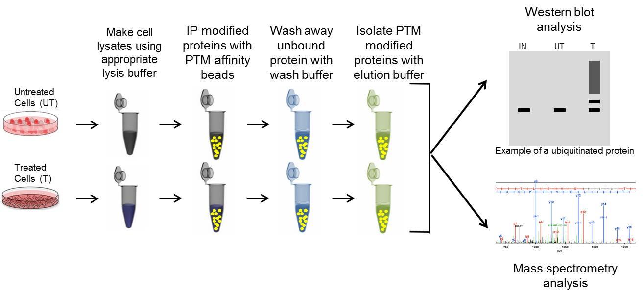 翻译后修饰（PTM）检测技术介绍 - 知乎