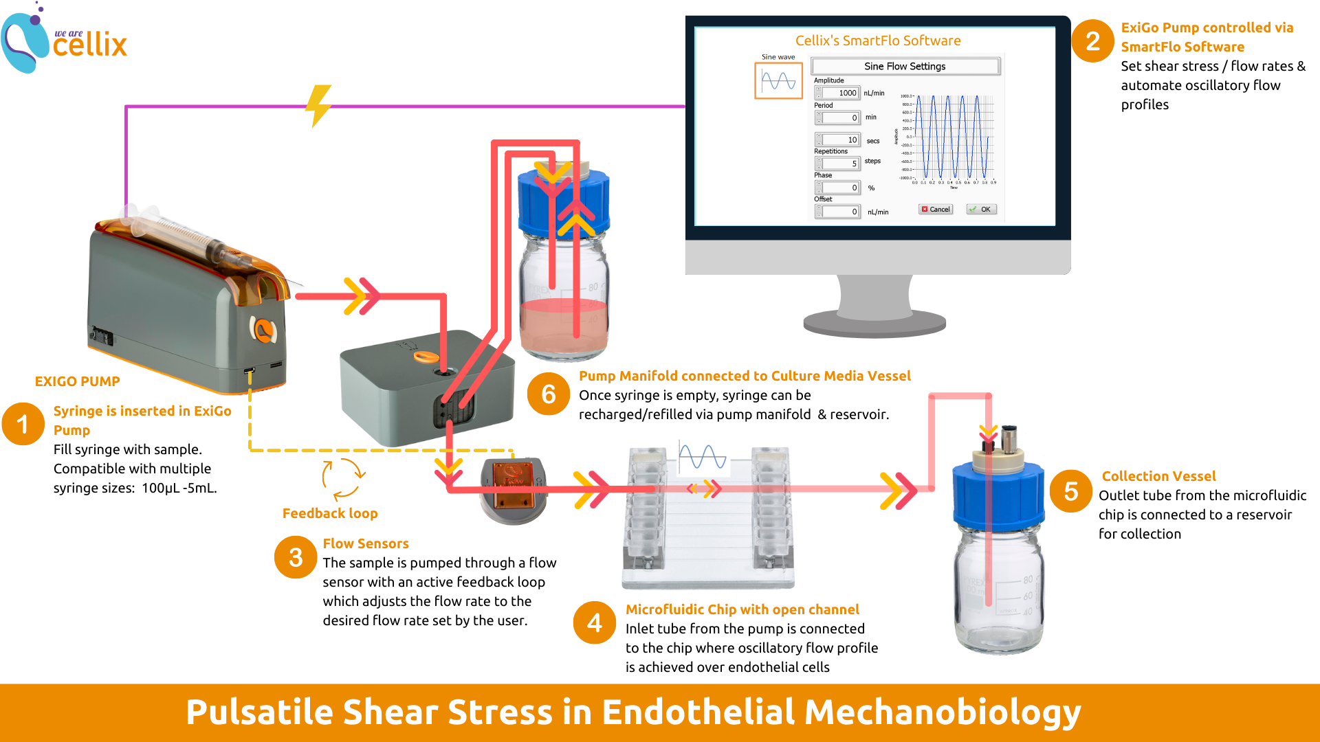 点成分享 | 内皮细胞上的脉动剪切应力 - 知乎