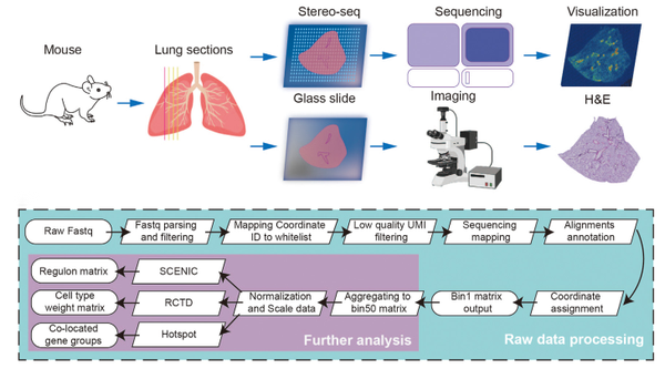 Stereo-seq应用专题：用“生命全景照相机”解码生命奥秘 | 时空简讯45期 - 知乎
