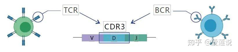 TCR和BCR是什么？对于疾病研究有何意义？ - 知乎