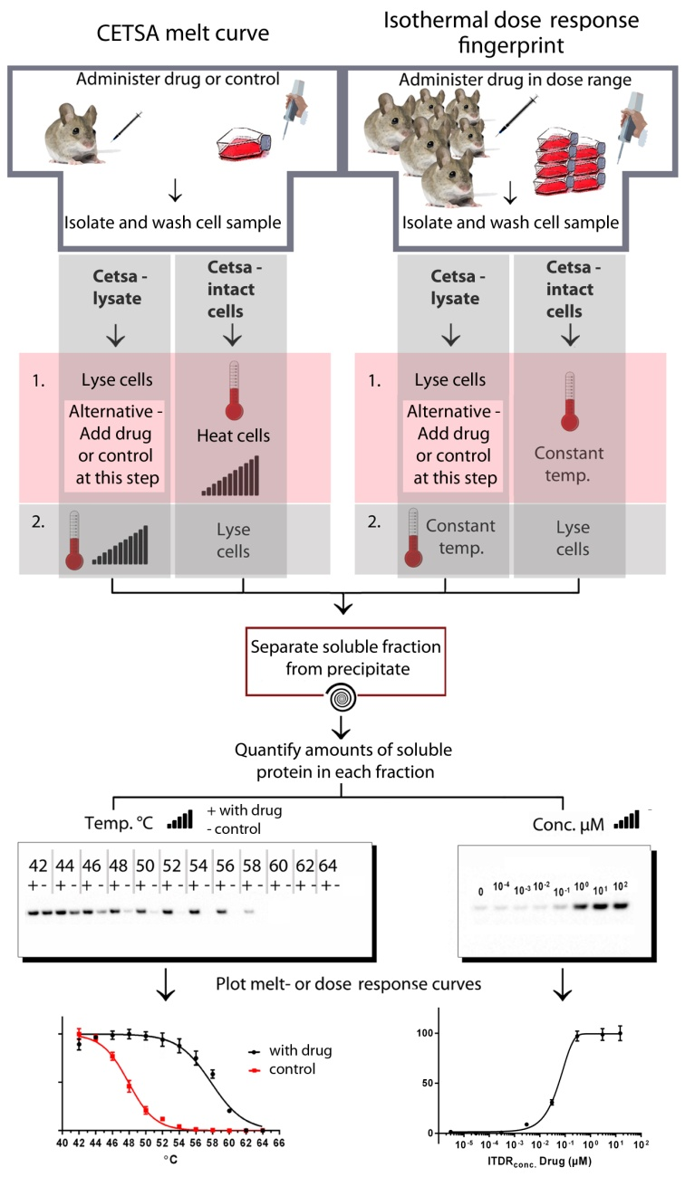CETSA技术的实验原理及流程 - 知乎