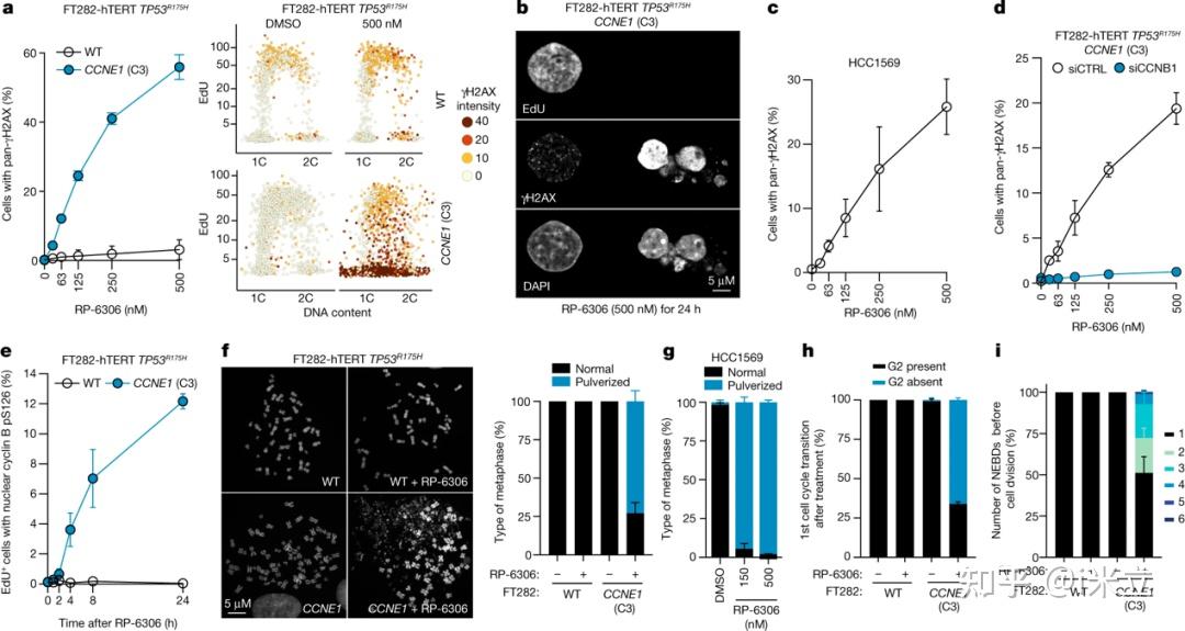IF:69.504｜CCNE1扩增与PKMYT1激酶抑制存在合成致死 - 知乎