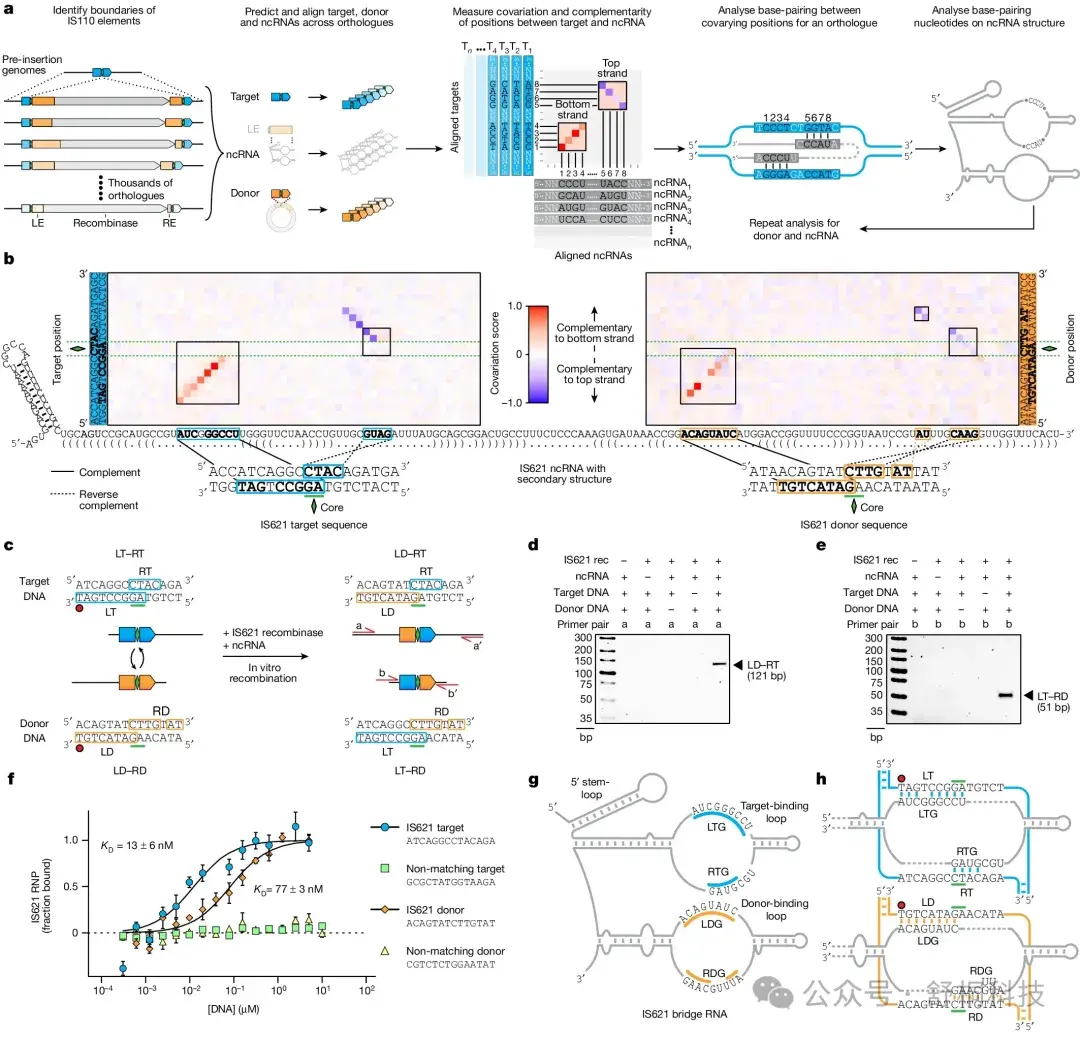 连发两篇Nature！ Bridge RNA：新一代基因组编辑工具 - 知乎