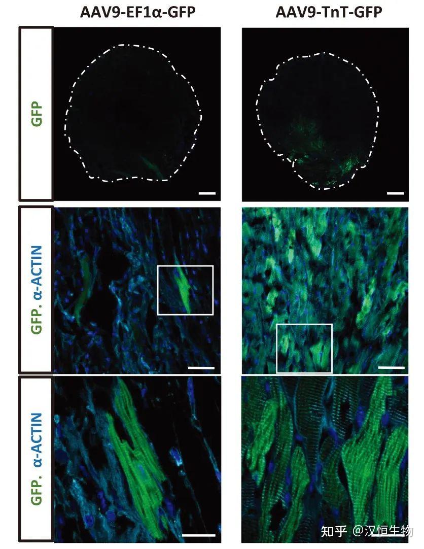 【心血管干货篇】AAV在心血管疾病研究中的靶向策略 - 知乎