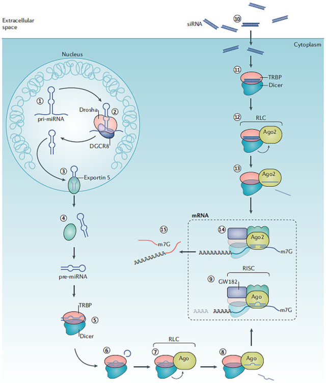 从特宝生物与Aligos合作，看siRNA在乙肝治疗领域的进展 - 知乎