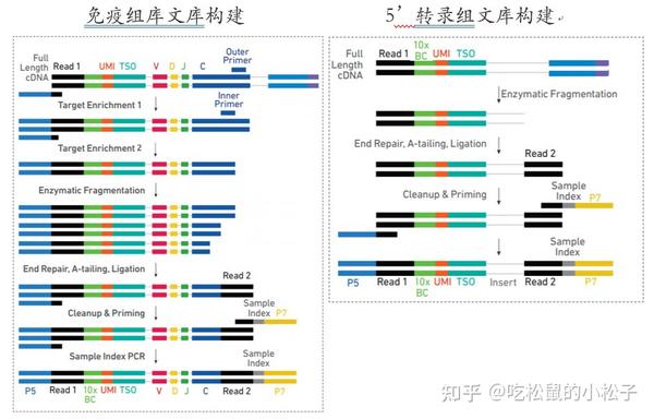 单细胞免疫组库测序-TCR & BCR - 知乎
