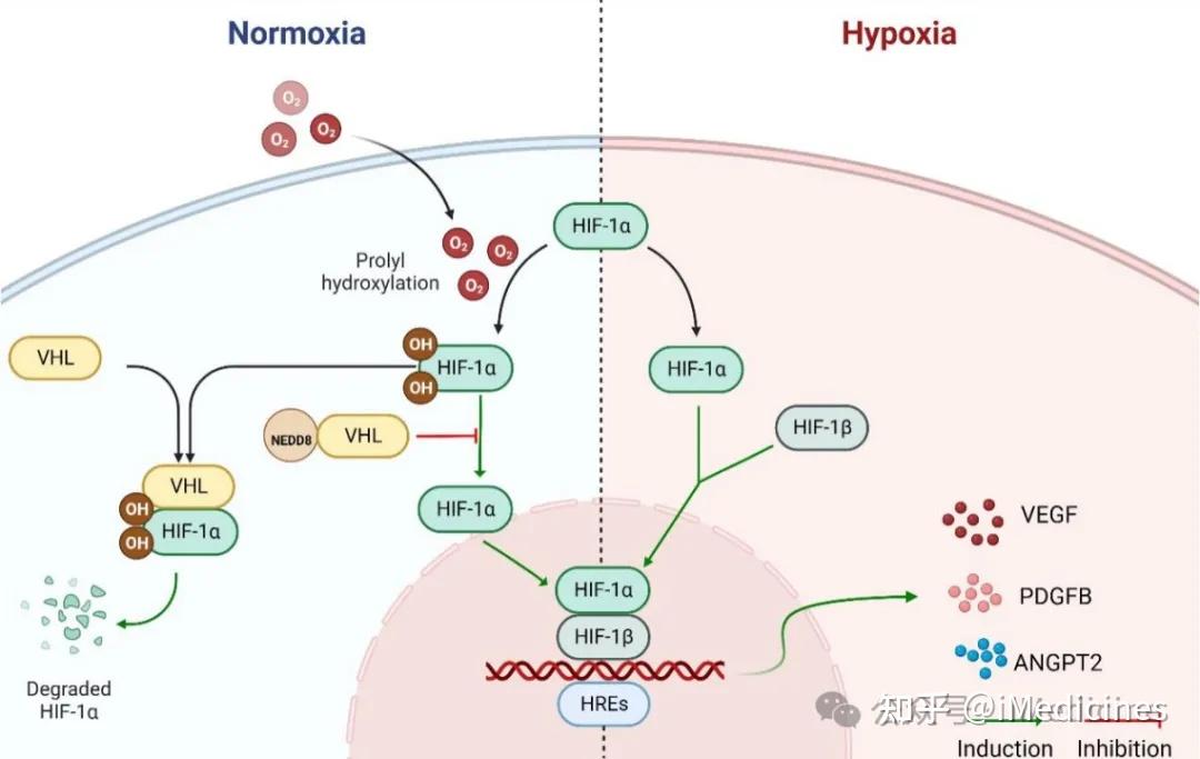 国人佳作丨Biomark Res：大连医科大学吴广圳/车翔宇教授团队全面解读Neddylation在肿瘤微环境调节中的作用 - 知乎