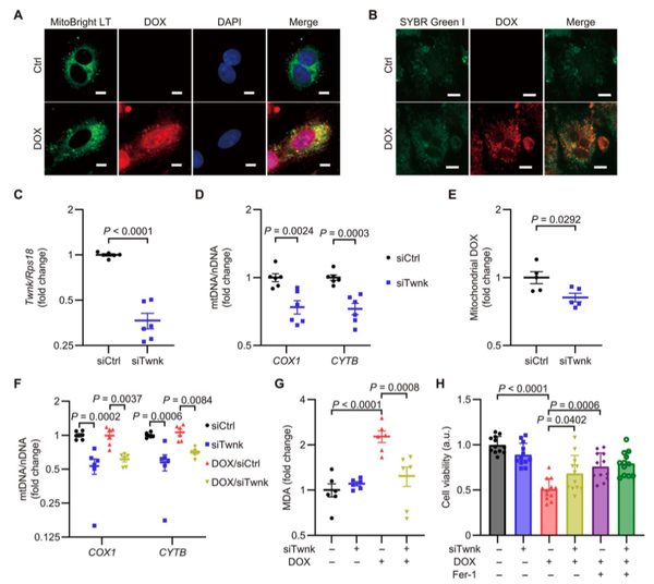 Science子刊丨阿霉素通过诱导铁死亡导致心肌毒性 - 知乎
