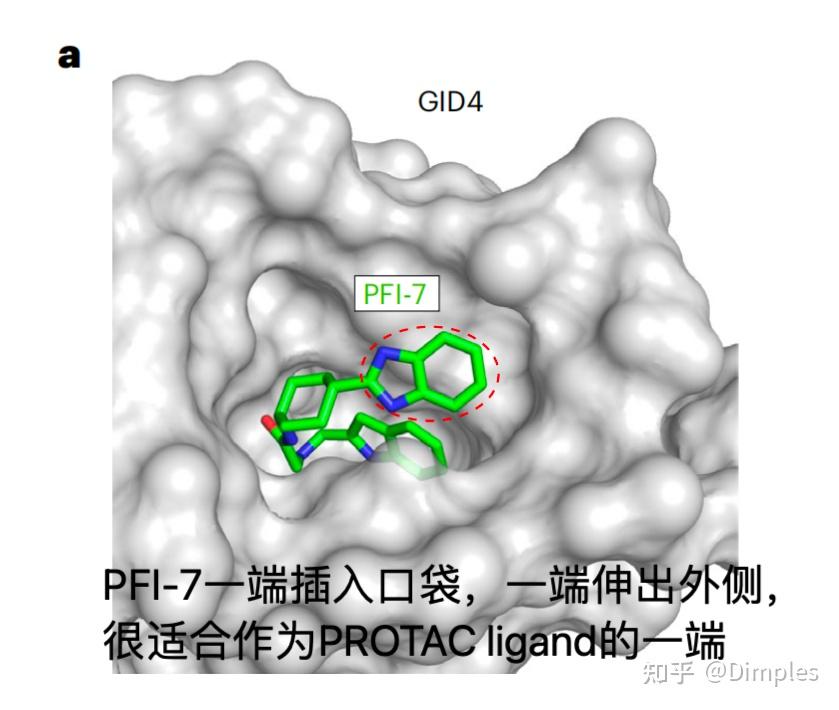 利用全新E3泛素连接酶GID4设计PROTAC - 知乎
