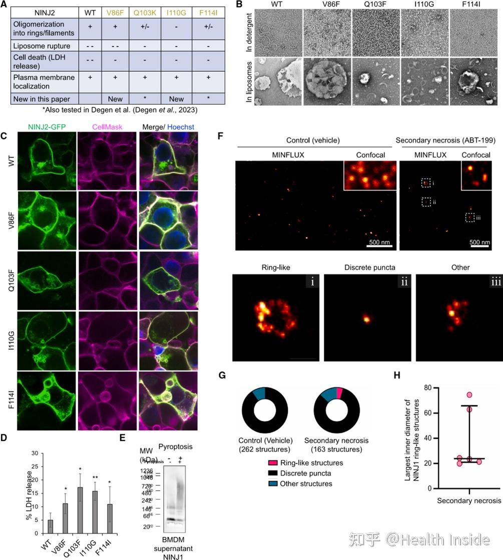 NINJ1通过切割和释放膜盘介导质膜破裂 - 知乎