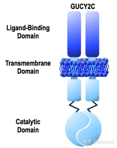 GUCY2C靶点介绍及临床应用 - 知乎