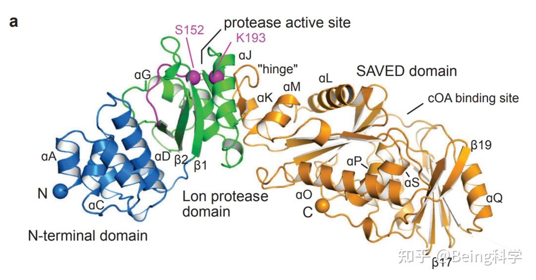 Nature | 抗病毒信号传递新发现，环状核苷酸激活CRISPR蛋白酶 - 知乎