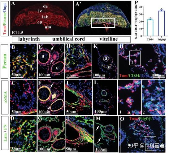 Isl1识别胚外中胚层/尿囊前体细胞，并在胎盘形态发生和血管形成中起着必要作用 - 知乎