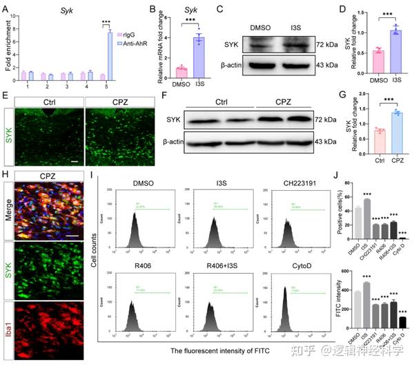 J Neuroinflammation｜复旦大学汪军/王彦青团队揭示小胶质细胞AhR受体调控吞噬作用改善脱髓鞘损伤中的机制 - 知乎