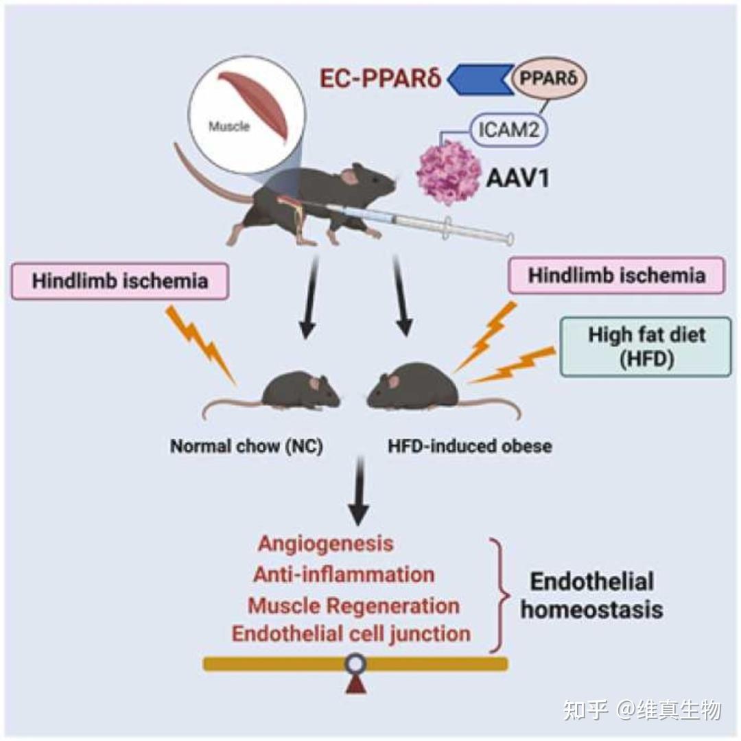 【病毒包装_腺相关病毒】AAV1介导的PPARδ在糖尿病性血管病变中的基因靶向治疗 - 知乎