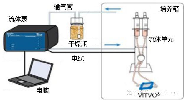 利用 VITVO 生物反应器及 ibidi 流体剪切力系统进行动态细胞培养 - 知乎