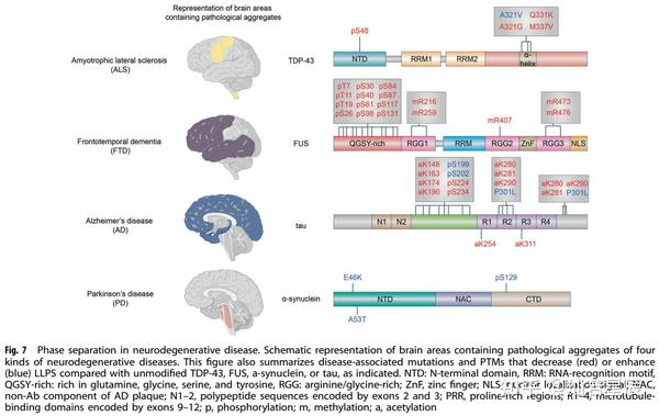 【文献导读】-人类健康和疾病中的液液相分离 - 知乎