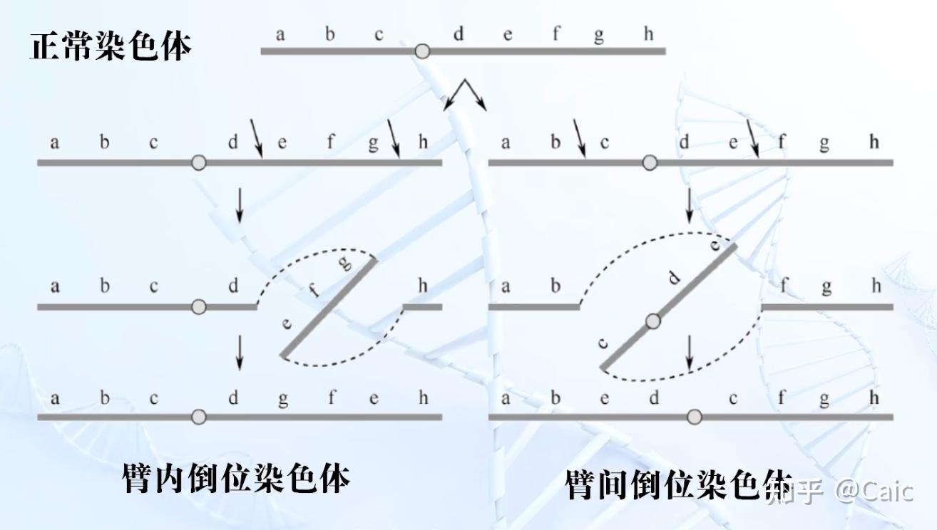 遗传学6 染色体结构变异 知乎 1219