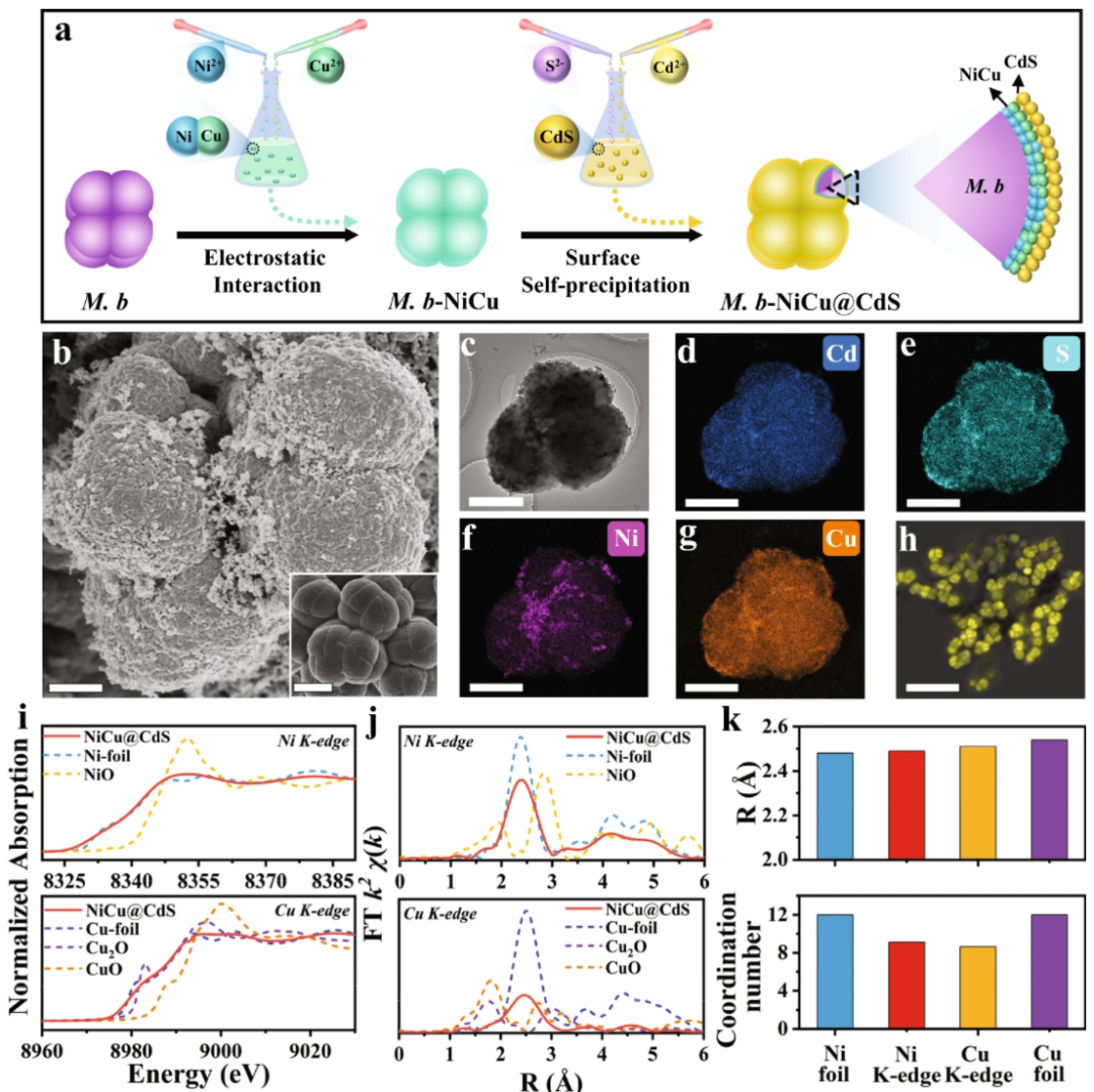 熊宇杰/周顺桂Nat. Commun.: 精准调控生物-非生物界面, 实现太阳能驱动超高选择性产甲烷 - 知乎