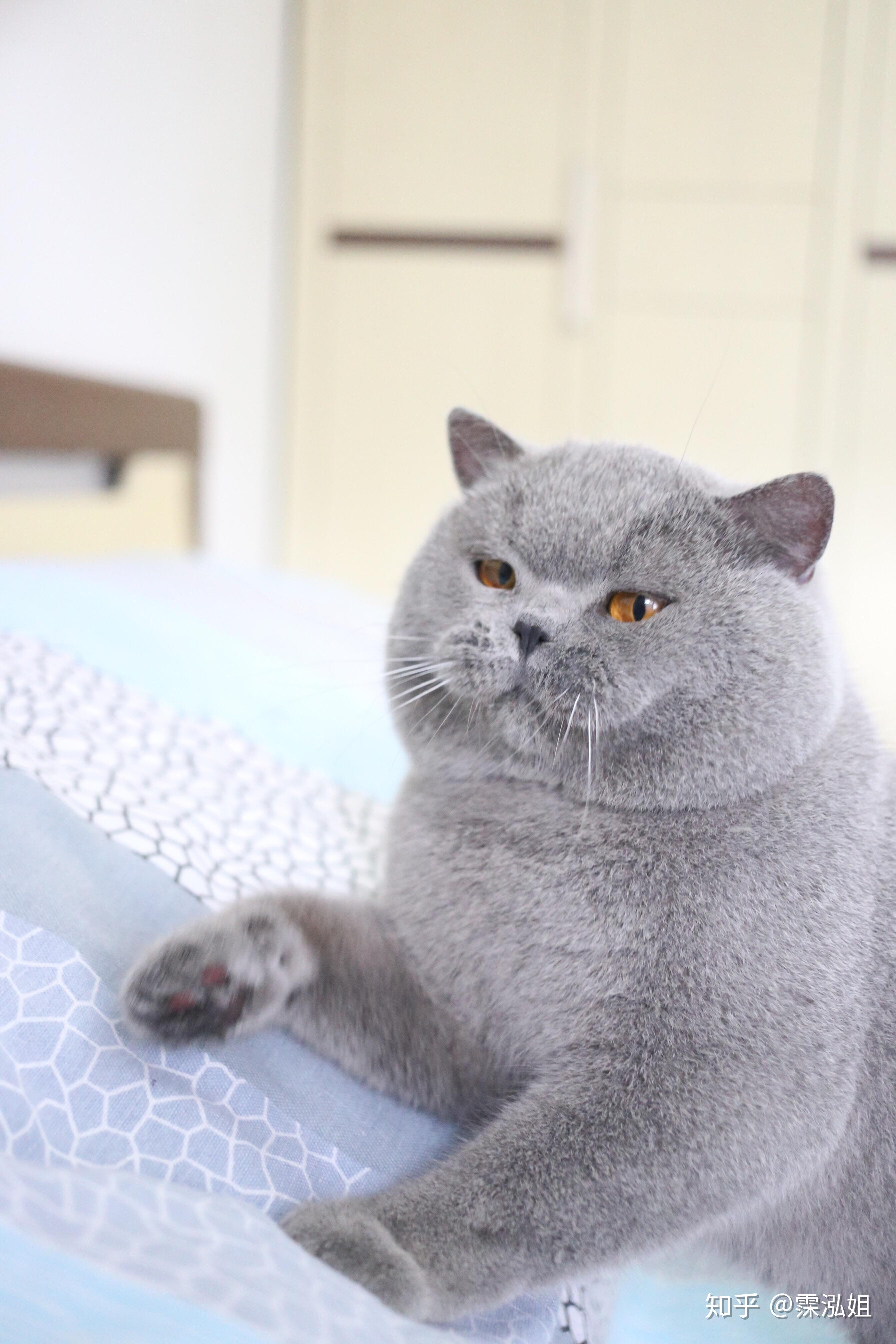 WHISPER CAT 图赏。 - 知乎