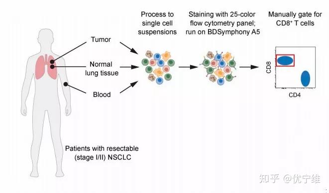 FlowJo之 t-SNE：流式数据高质量输出的“小机灵鬼儿” - 知乎