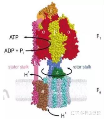 旋转分子马达：ATP合成酶，生命能量的“印钞机” - 知乎
