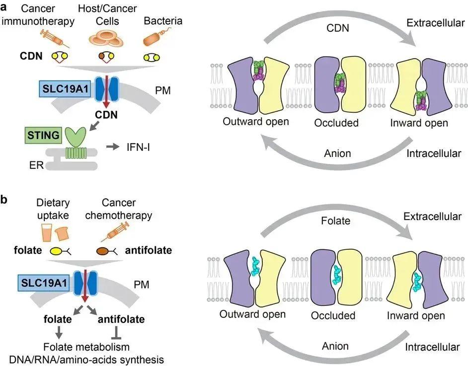 Nature︱高璞/张立国/高昂团队揭示SLC19A1对环二核苷酸和叶酸识别的分子机理 - 知乎
