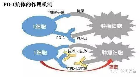 肿瘤医生应该知道的生物标志物之：PD-1/ PD-L1 - 知乎