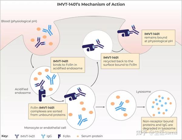 Immunovant/和铂的Batoclimab（抗FcRn抗体） - 知乎