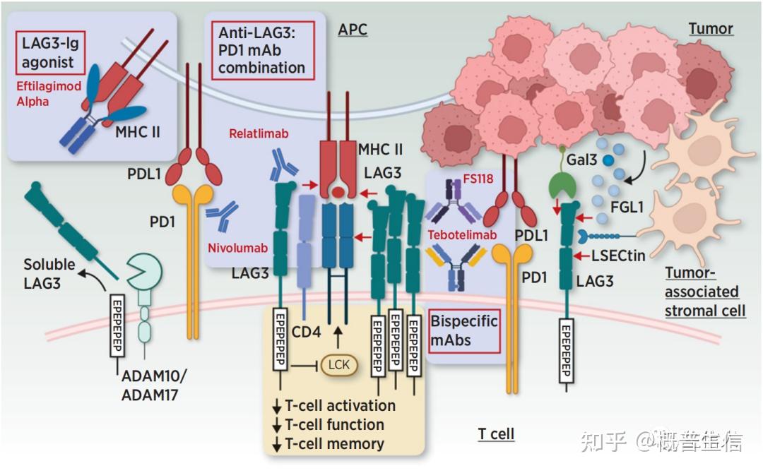 新的肿瘤免疫治疗靶点：LAG-3 - 知乎