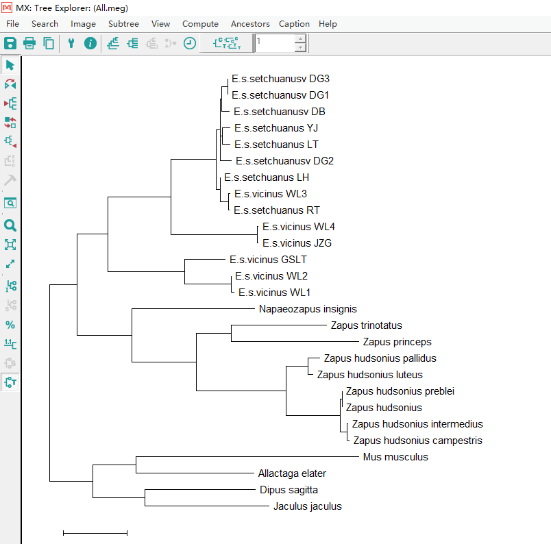 一文学会进化树构建 —— 基于MEGA软件 - 知乎