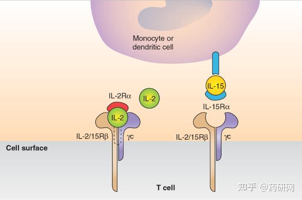 IL-2、IL-15：老靶点重焕青春 - 知乎