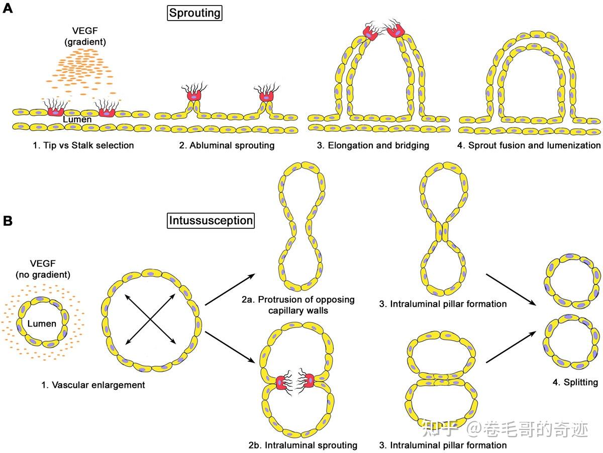 VEGF-VEFGR通路 - 知乎