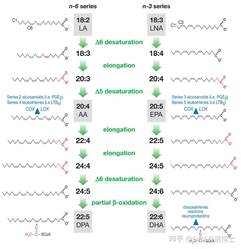 带你重新认识DHA！ - 知乎
