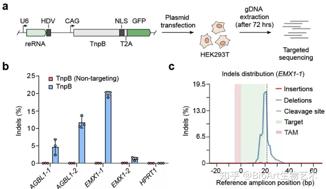 Nature | 基因编辑工具箱或再添神器——TnpB核酸内切酶 - 知乎