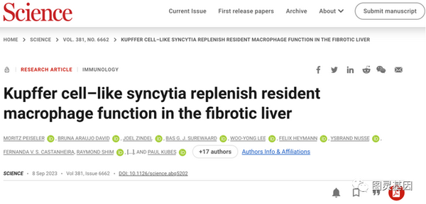 Science ｜ 肝脏的自救：Kuffer合胞体在纤维化肝脏中补充巨噬细胞功能 - 知乎