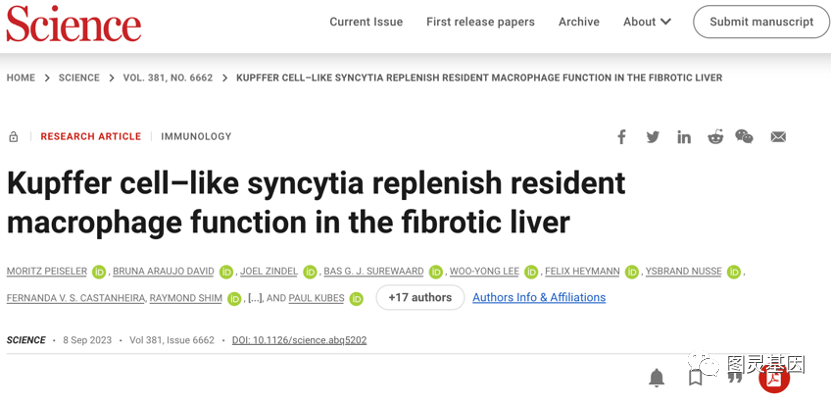 Science ｜ 肝脏的自救：Kuffer合胞体在纤维化肝脏中补充巨噬细胞功能 - 知乎