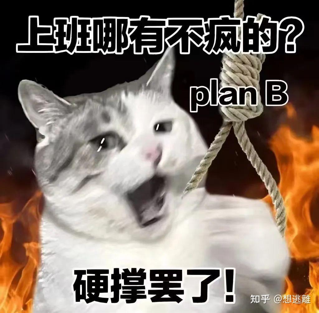 超有意思的发疯猫猫表情包上班族必备 - 知乎