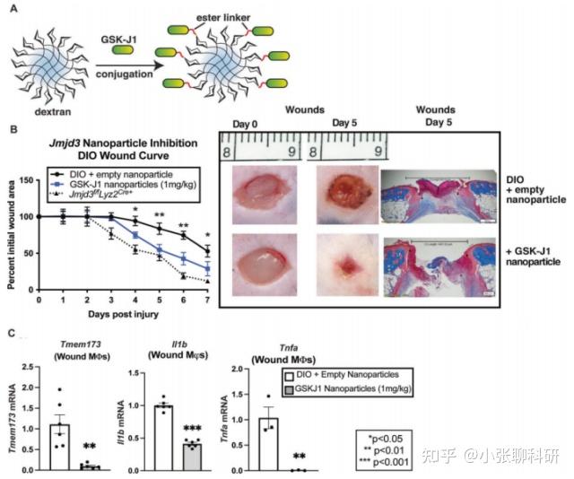 组蛋白去甲基化酶调控创伤修复？这篇发表在IF22.096分CMI期刊上的文章“推陈出新”！ - 知乎