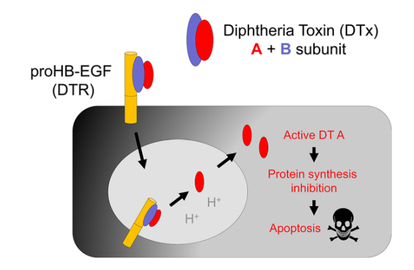 细胞条件性剔除：DTR小鼠助力细胞功能研究 - 知乎